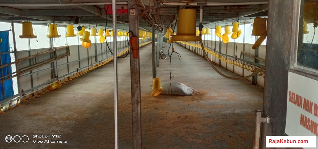 Kandang Ayam Close House