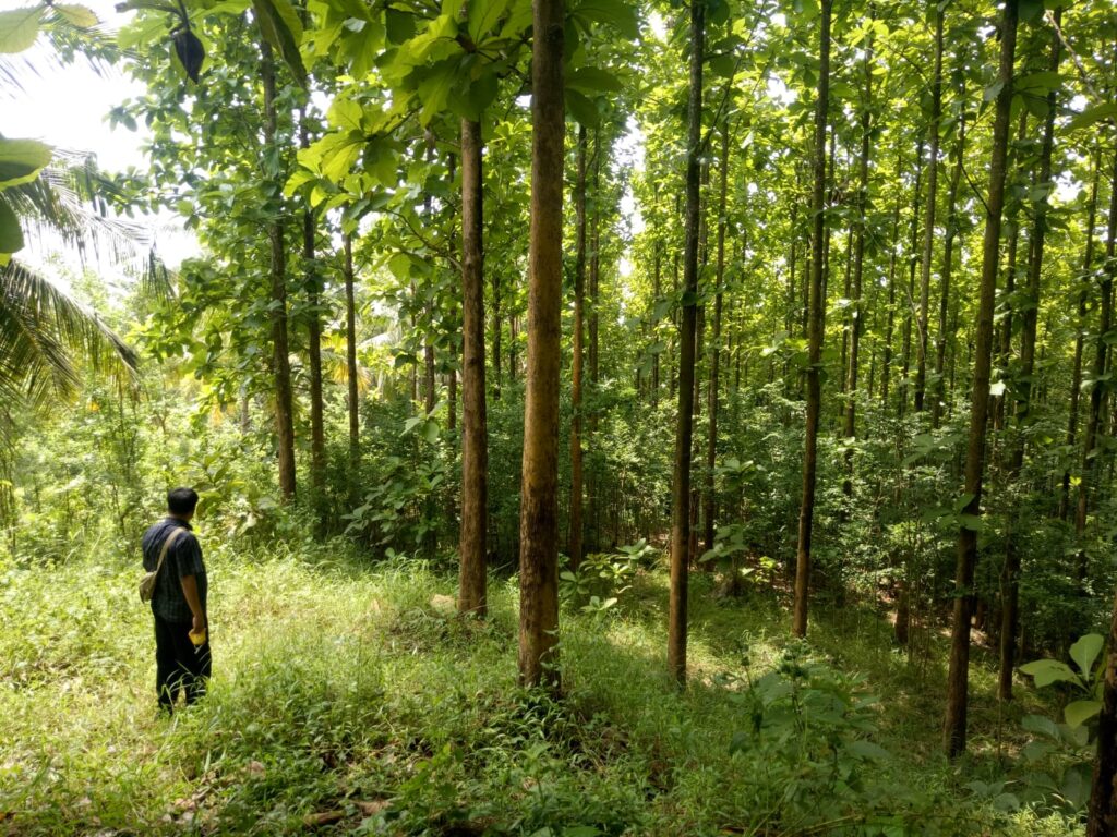 Jual Kebun Jati di Banyumas Jawa Tengah - RajaKebun.Com