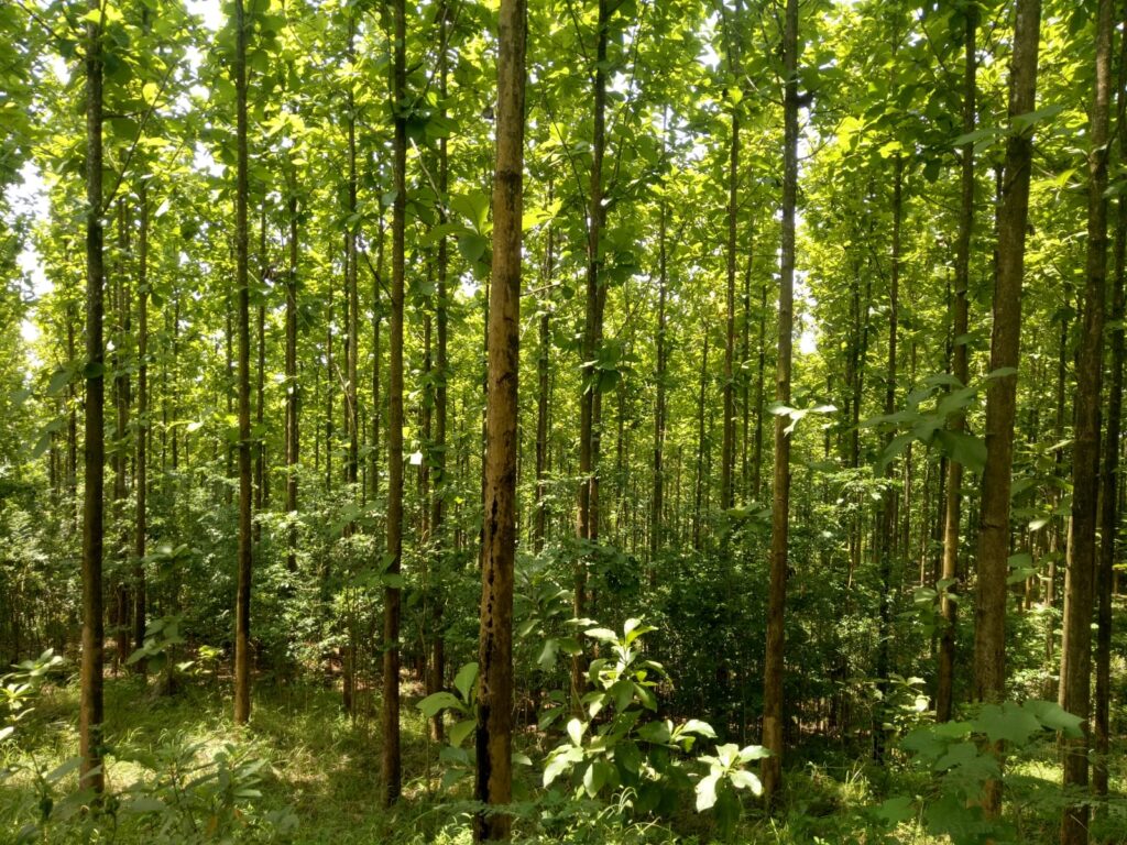 Jual Kebun Jati di Banyumas Jawa Tengah - RajaKebun.Com